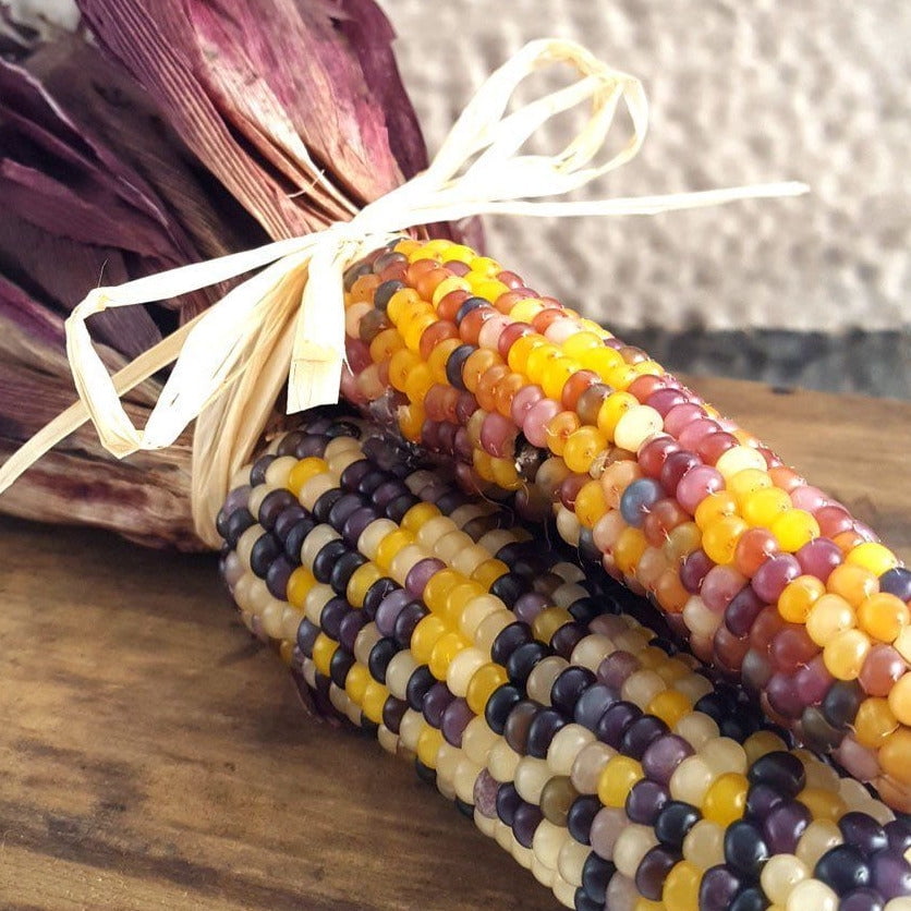 TomorrowSeeds - Red Husk Rainbow Ornamental Corn Seeds - 300+ Count ...