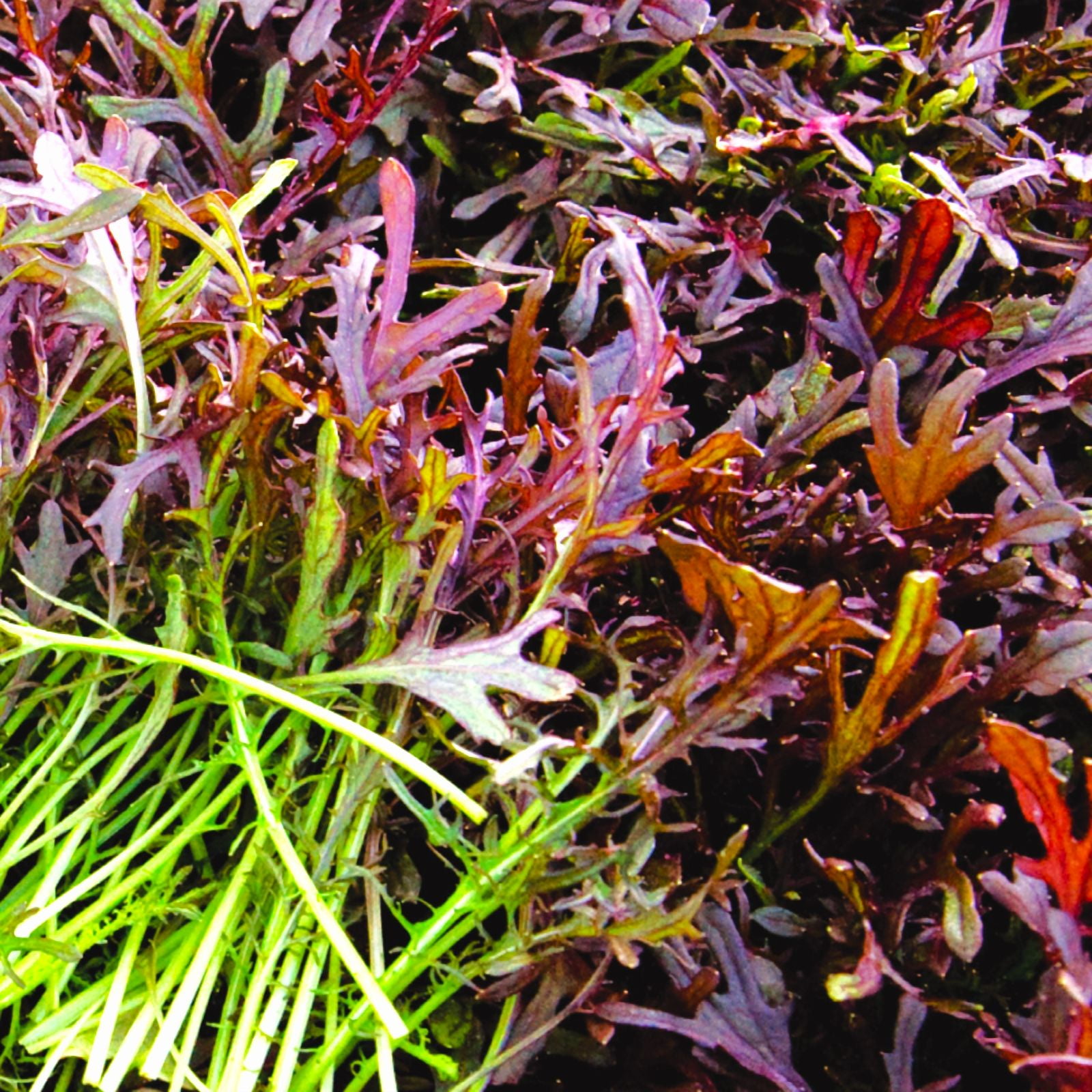 TomorrowSeeds - Red Mizuna Mustard Greens Seeds - 1500+ Count - For ...