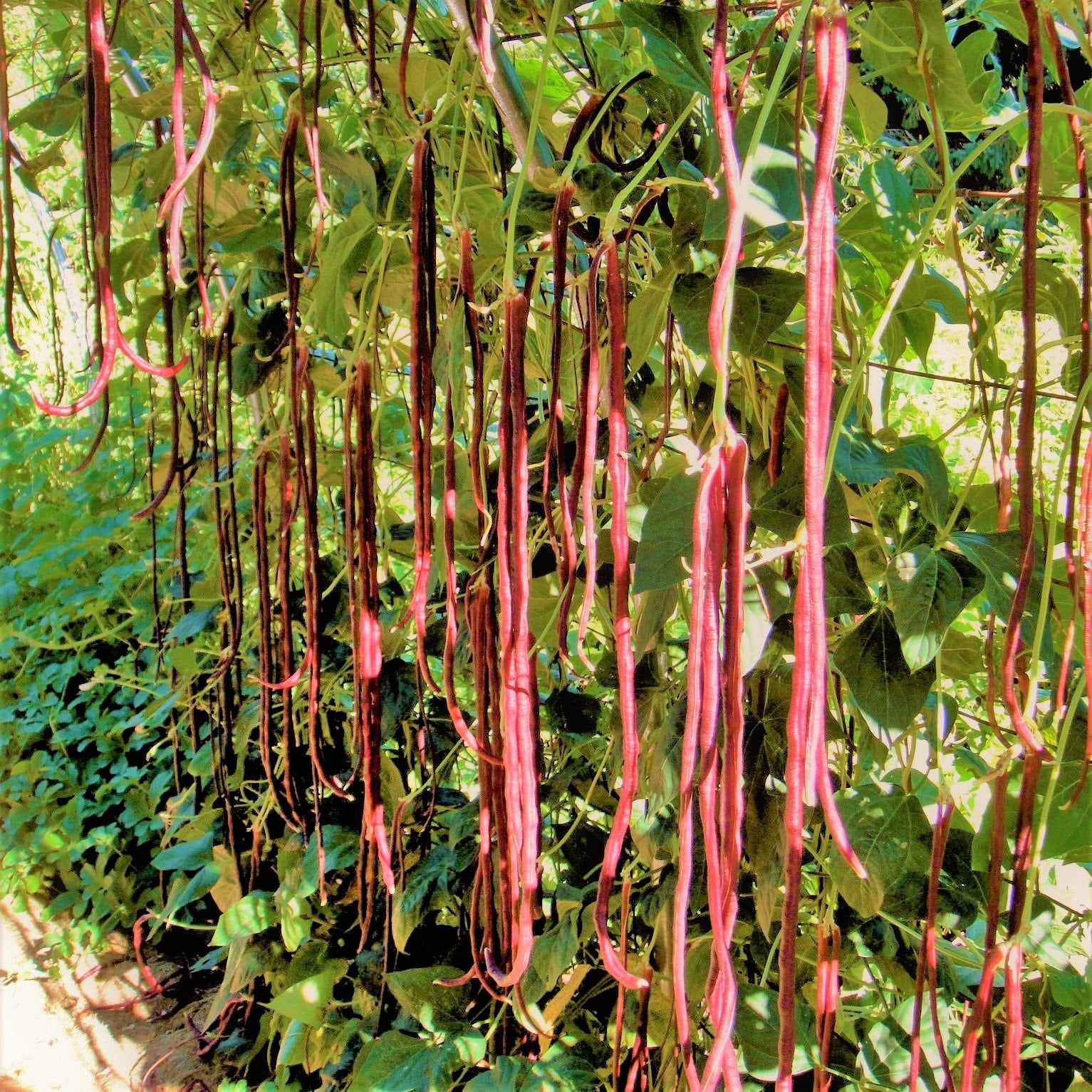 TomorrowSeeds - Red Noodle Yard Long Bean Seeds - 90+ Count Packet ...