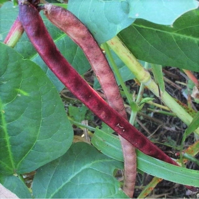 TomorrowSeeds - Red Ripper Cowpea Seeds - 100+ Count - For 2026 ...