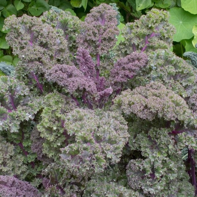 TomorrowSeeds - Red Russian Kale Seeds - 3000+ Count - For 2025 ...