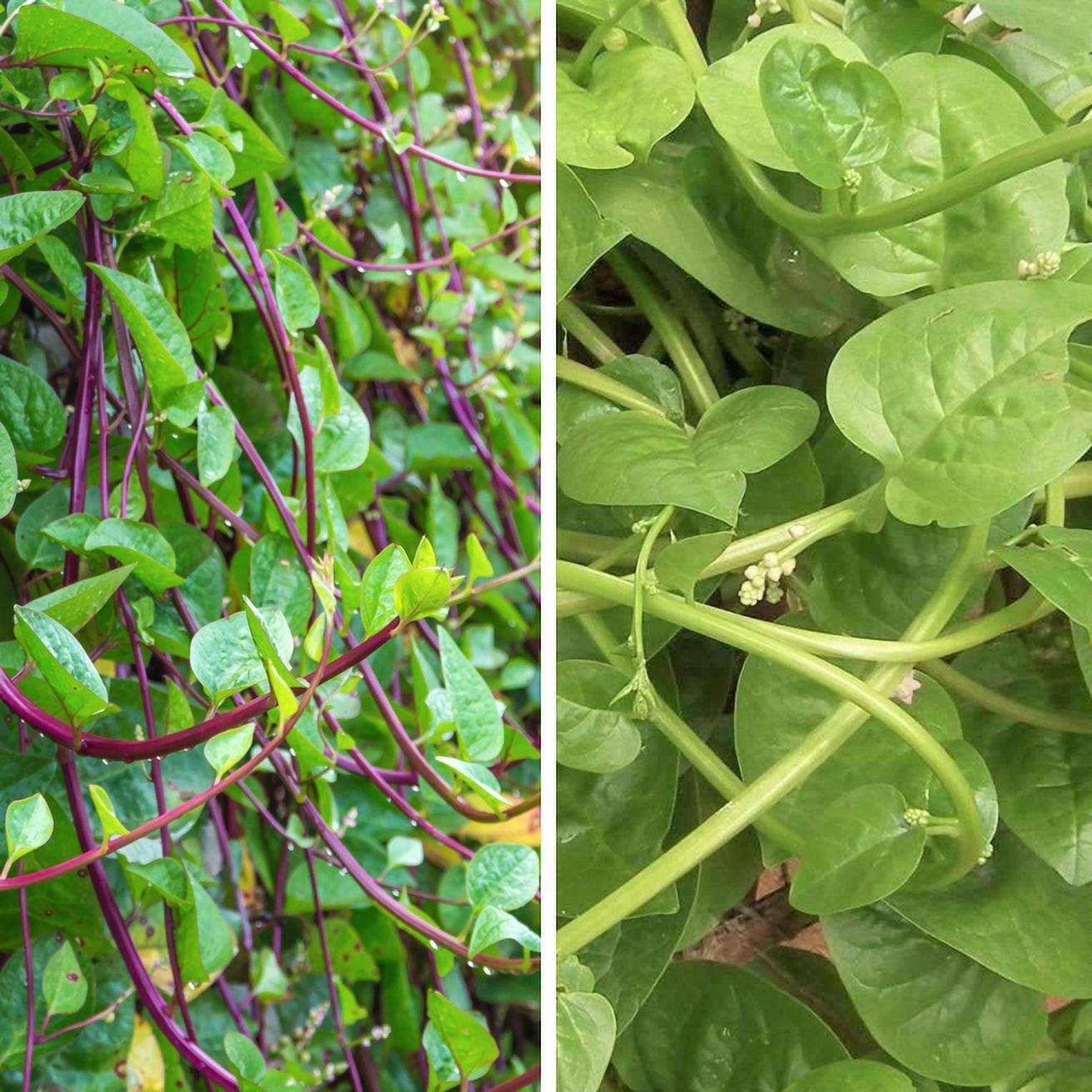 TomorrowSeeds - Red and Green Mix Malabar Spinach Seeds - 150+ Count ...