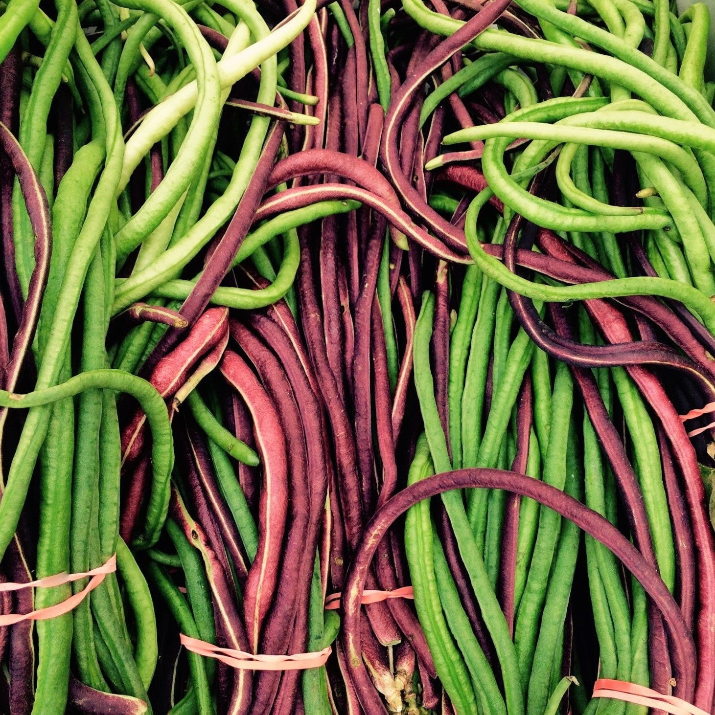 TomorrowSeeds - Red and Green Mix Yard Long Bean Seeds - 90+ Count ...
