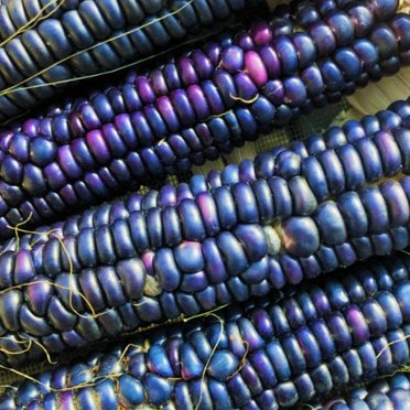 Hopi Blue Flour Corn - 100 Seeds - Walmart.com