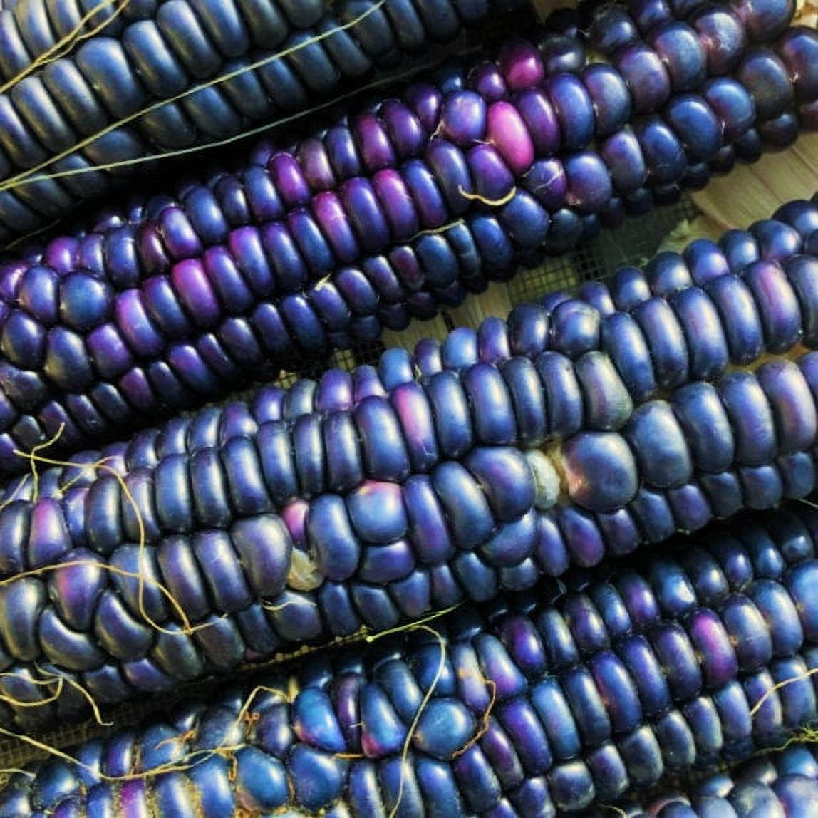 TomorrowSeeds - Rio Grande Blue Ornamental Corn Seeds - 90+ Count ...