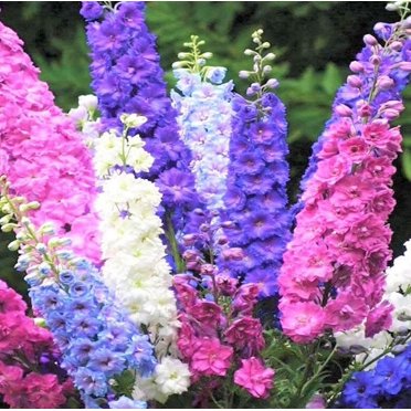 Deluxe Set of 25 Flower Seed Packets - 10 High Germination, Non-GMO ...