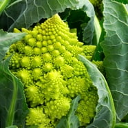 1500 Seeds MORRIS HEADING COLLARDS Collard Green Brassica Oleracea ...