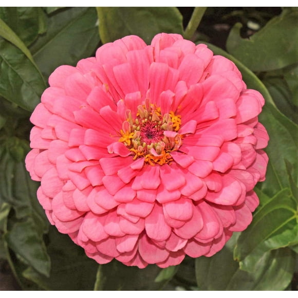 Giant Zinnia Flowers