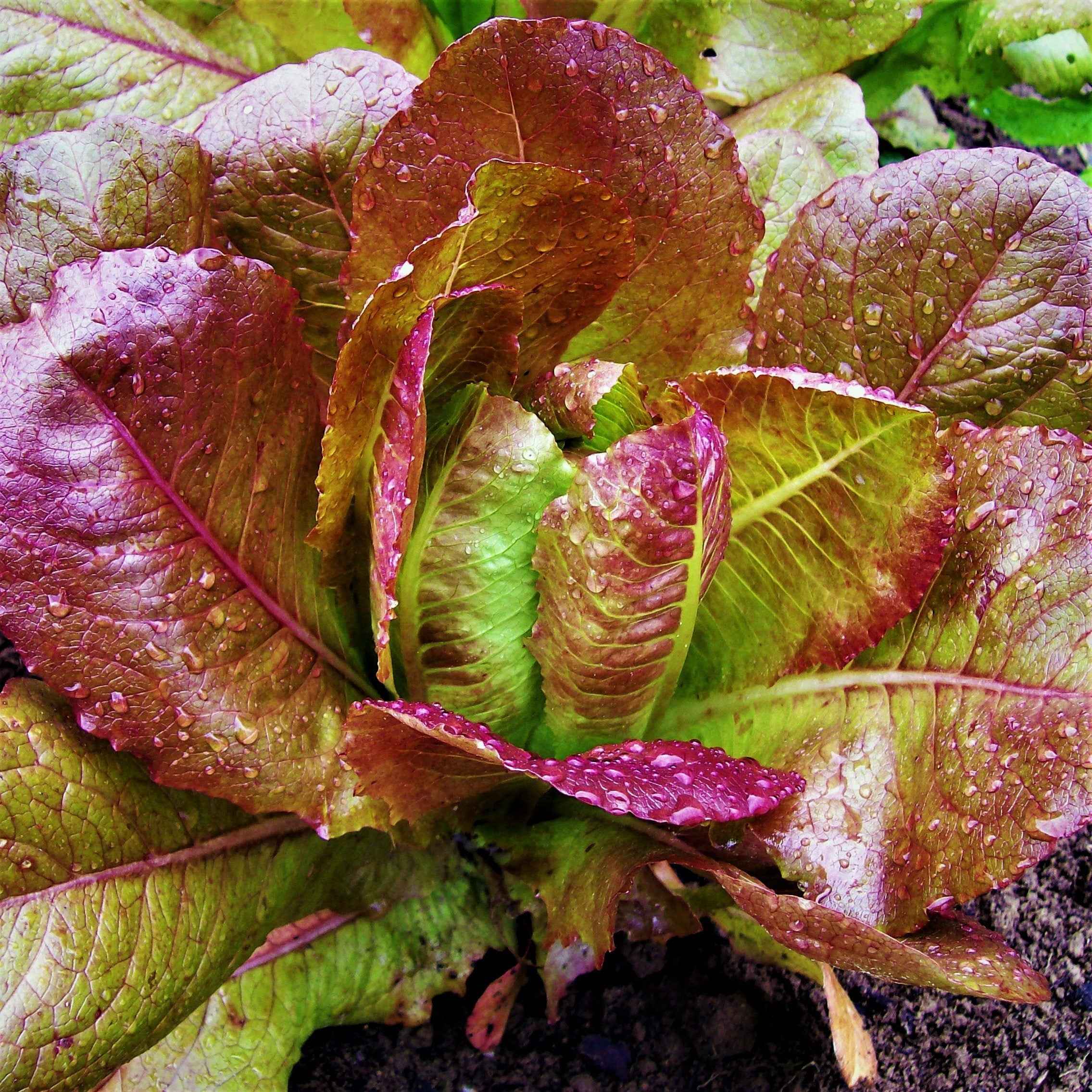 TomorrowSeeds - Rouge De Hiver Romaine Lettuce Seeds - 1500+ Count ...