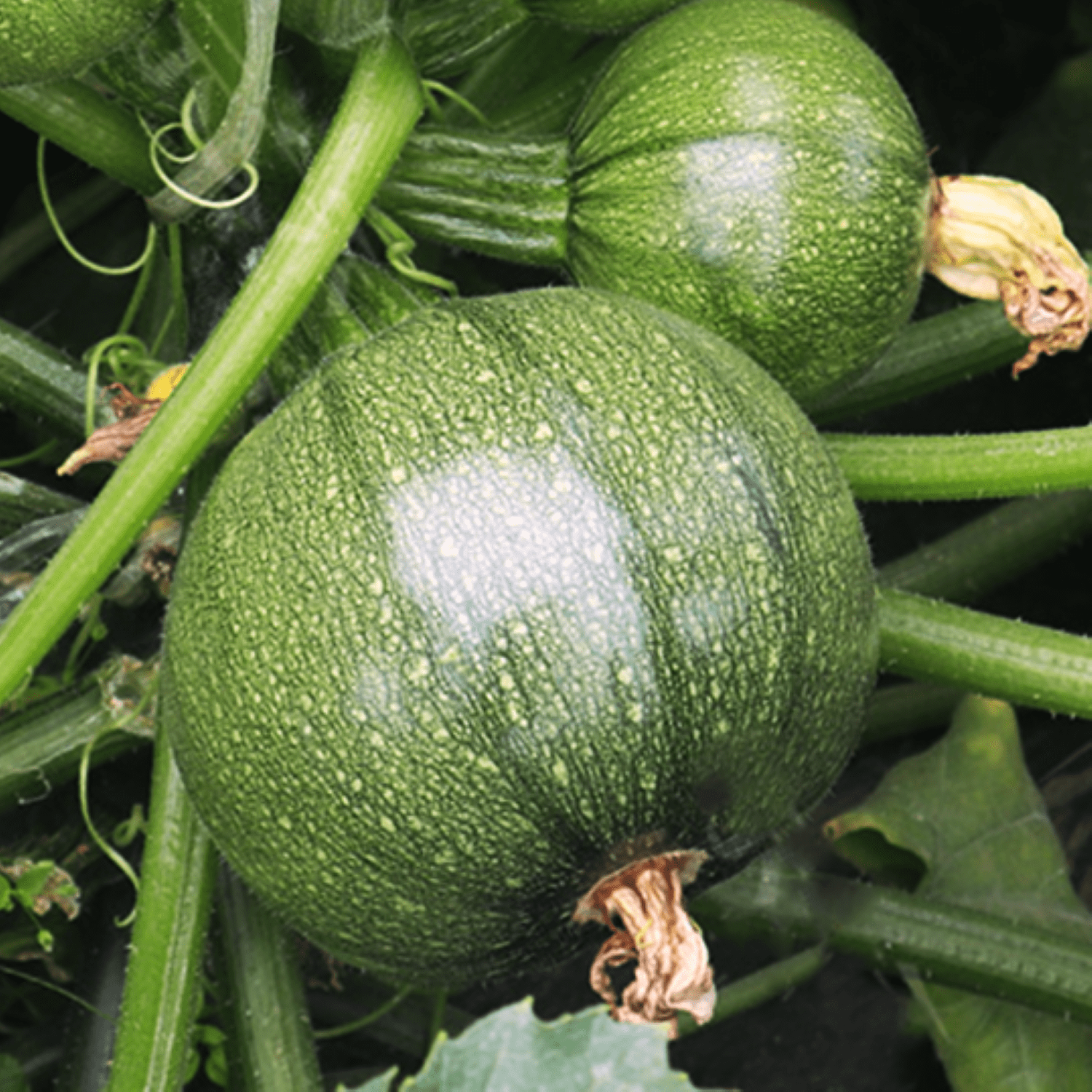 TomorrowSeeds - Round Zucchini Seeds - 30+ Count - For 2025 Planting ...