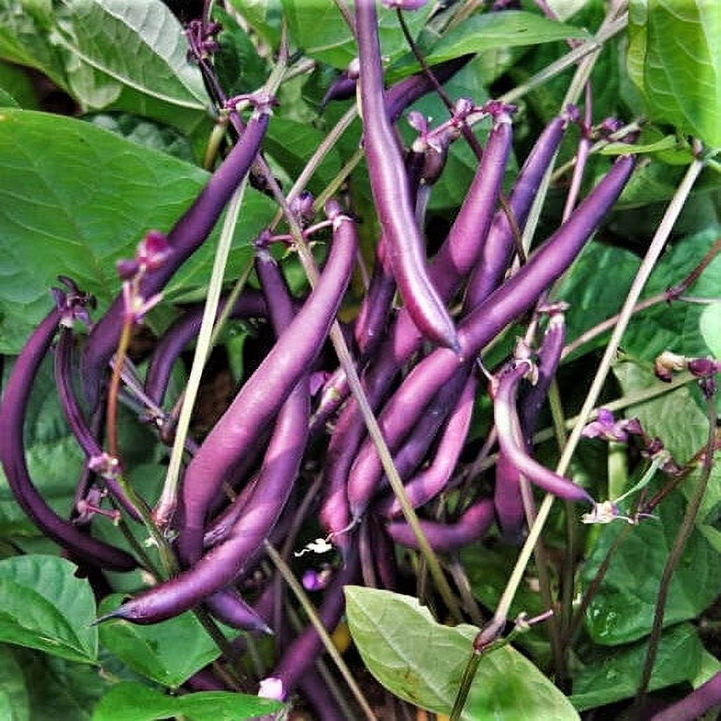TomorrowSeeds - Royal Burgundy Bean Seeds - 180+ Count - For 2026 ...