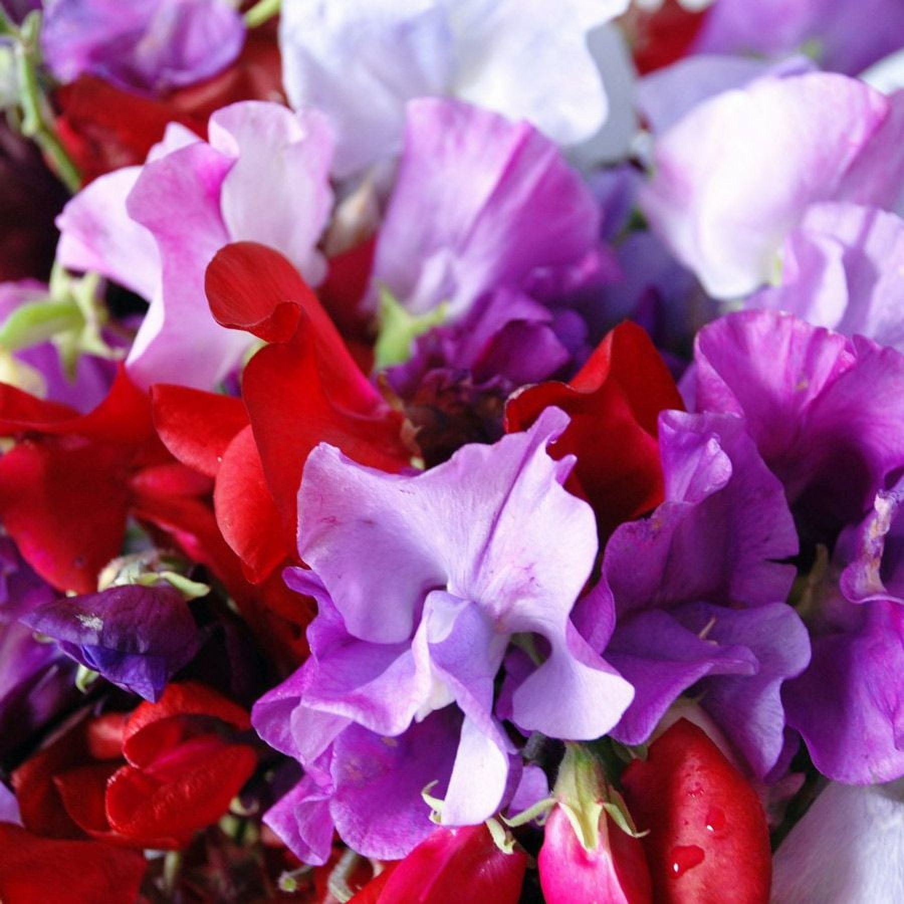 TomorrowSeeds - Royal Mix Sweet Pea Seeds - 200+ Count - For 2026 ...