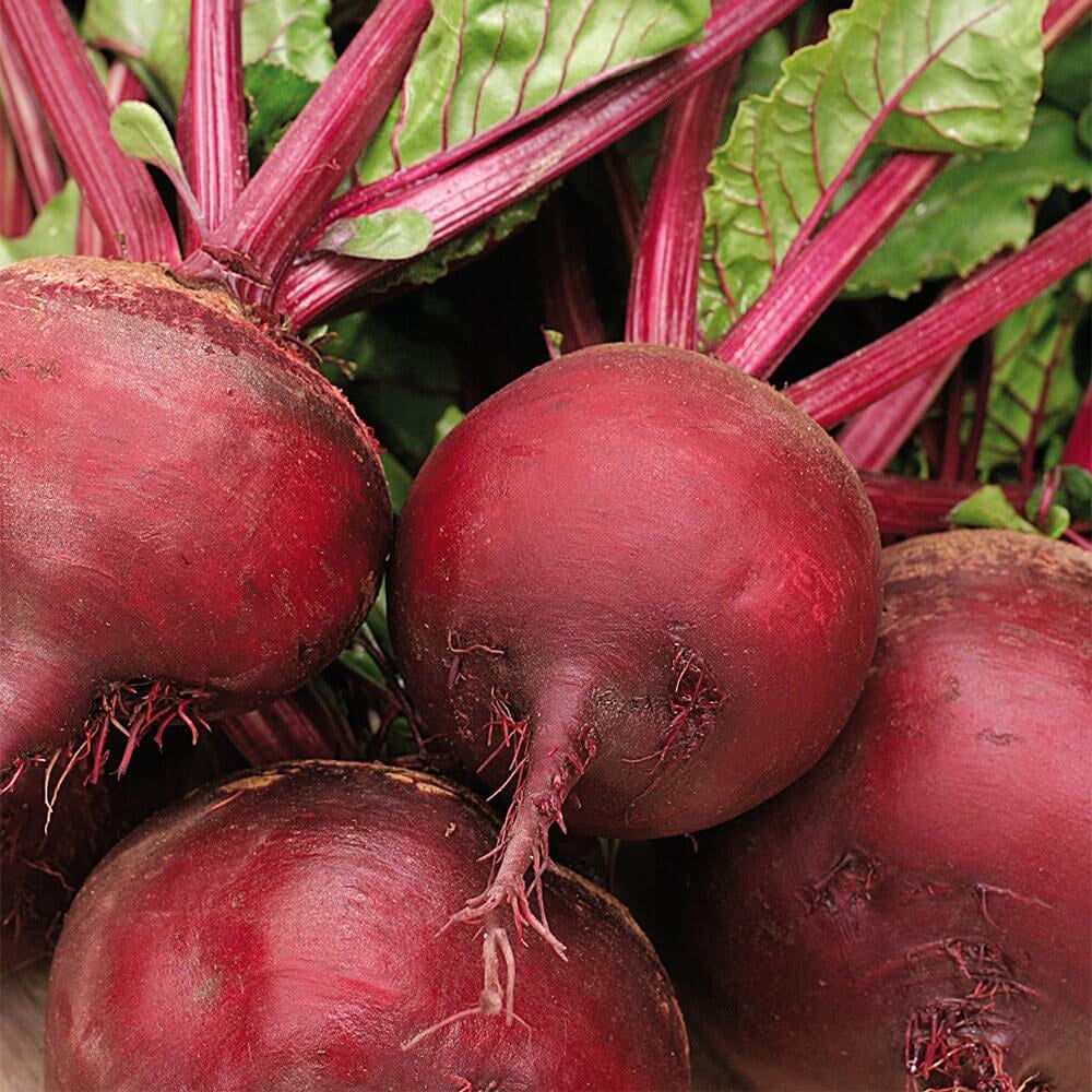TomorrowSeeds - Ruby Queen Beet Seeds - 200+ Count - For 2025 Planting ...