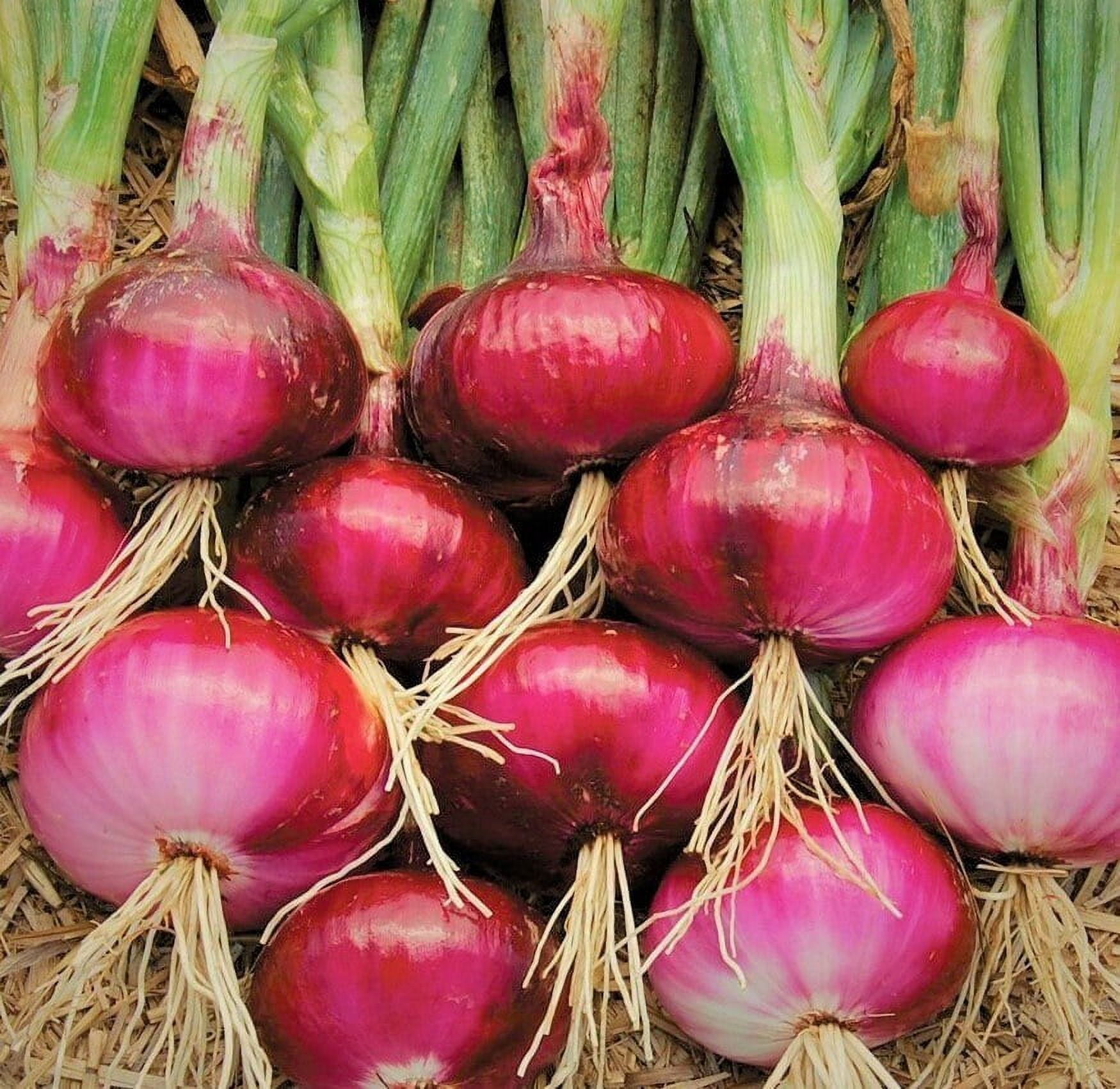 TomorrowSeeds - Ruby Red Onion Seeds - 600+ Count Packet - Sweet Long ...