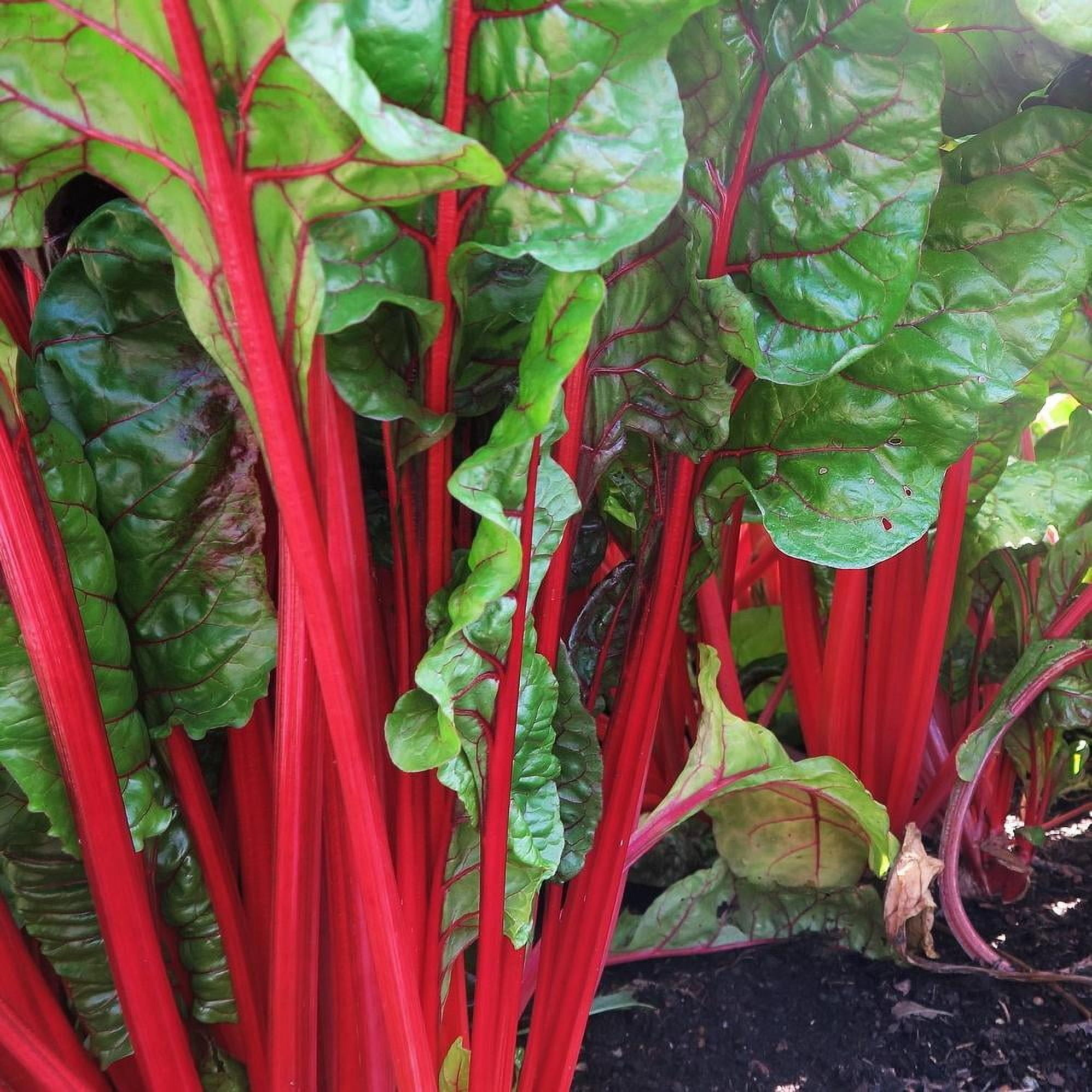 TomorrowSeeds - Ruby Red Rhubarb Swiss Chard Seeds - 100+ Count - For ...