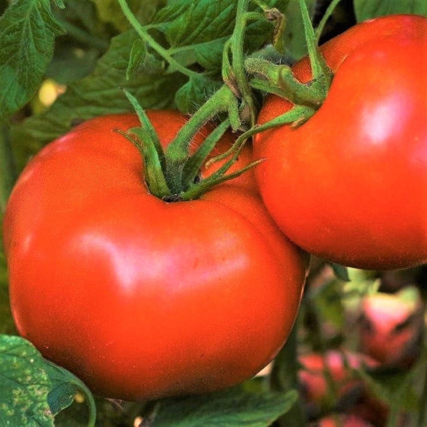 TomorrowSeeds - Rutgers Tomato Seeds - 500+ Count - For 2026 Planting ...