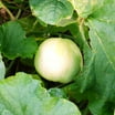 150 Seeds HONEYDEW GREEN FLESH Cucumis Melo Inodorus Melon Fruit Seeds ...