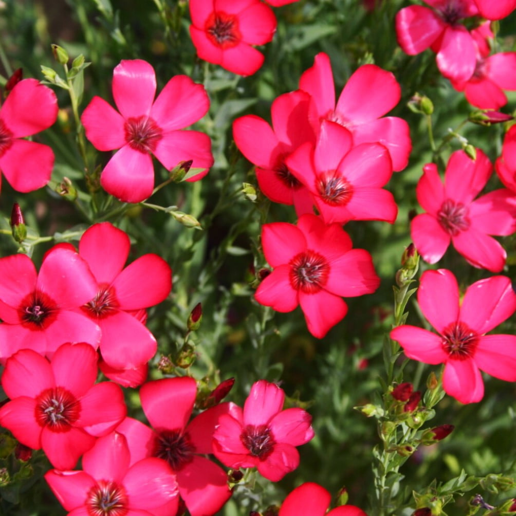 TomorrowSeeds - Scarlet Flax Seeds - 6000+ Count - For 2025 Planting ...