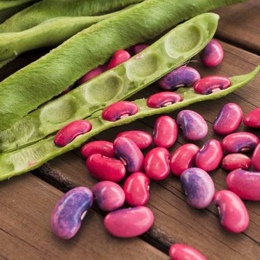 Scarlet Runner Pole Bean Seeds - 15 Gram Packet - Non-GMO, Heirloom ...