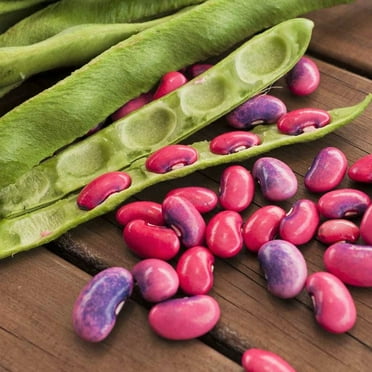 Scarlet Runner Pole Bean Seeds - 15 Gram Packet - Non-GMO, Heirloom ...