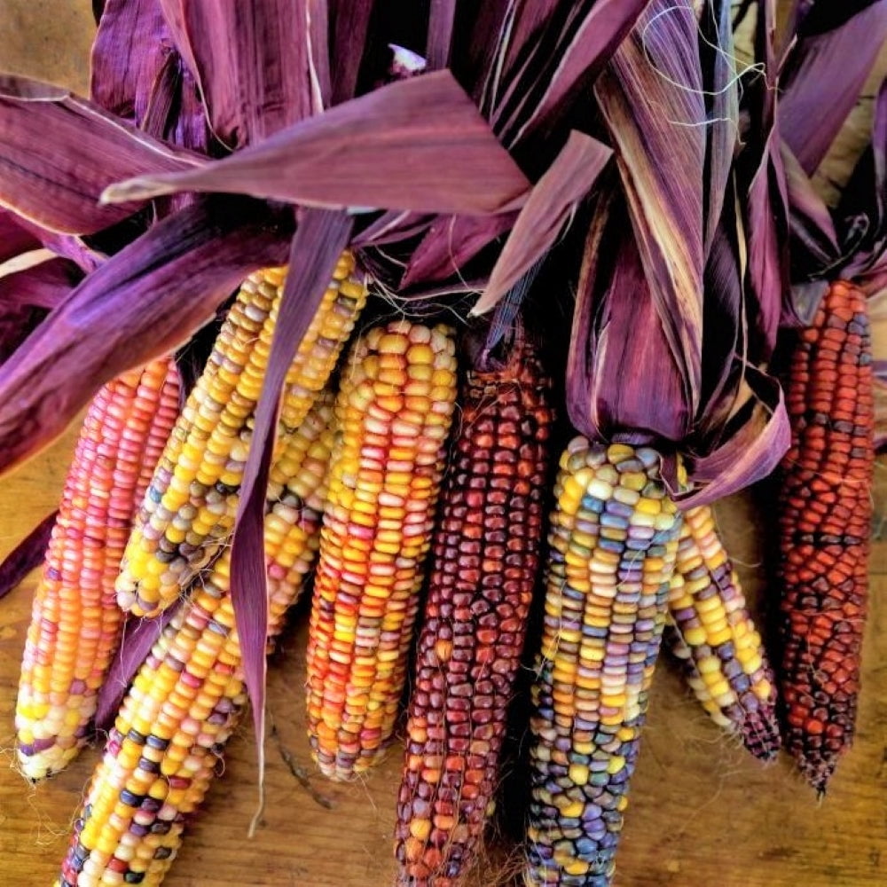 TomorrowSeeds Seneca Red Stalker Ornamental Corn Seeds - Multicolored ...
