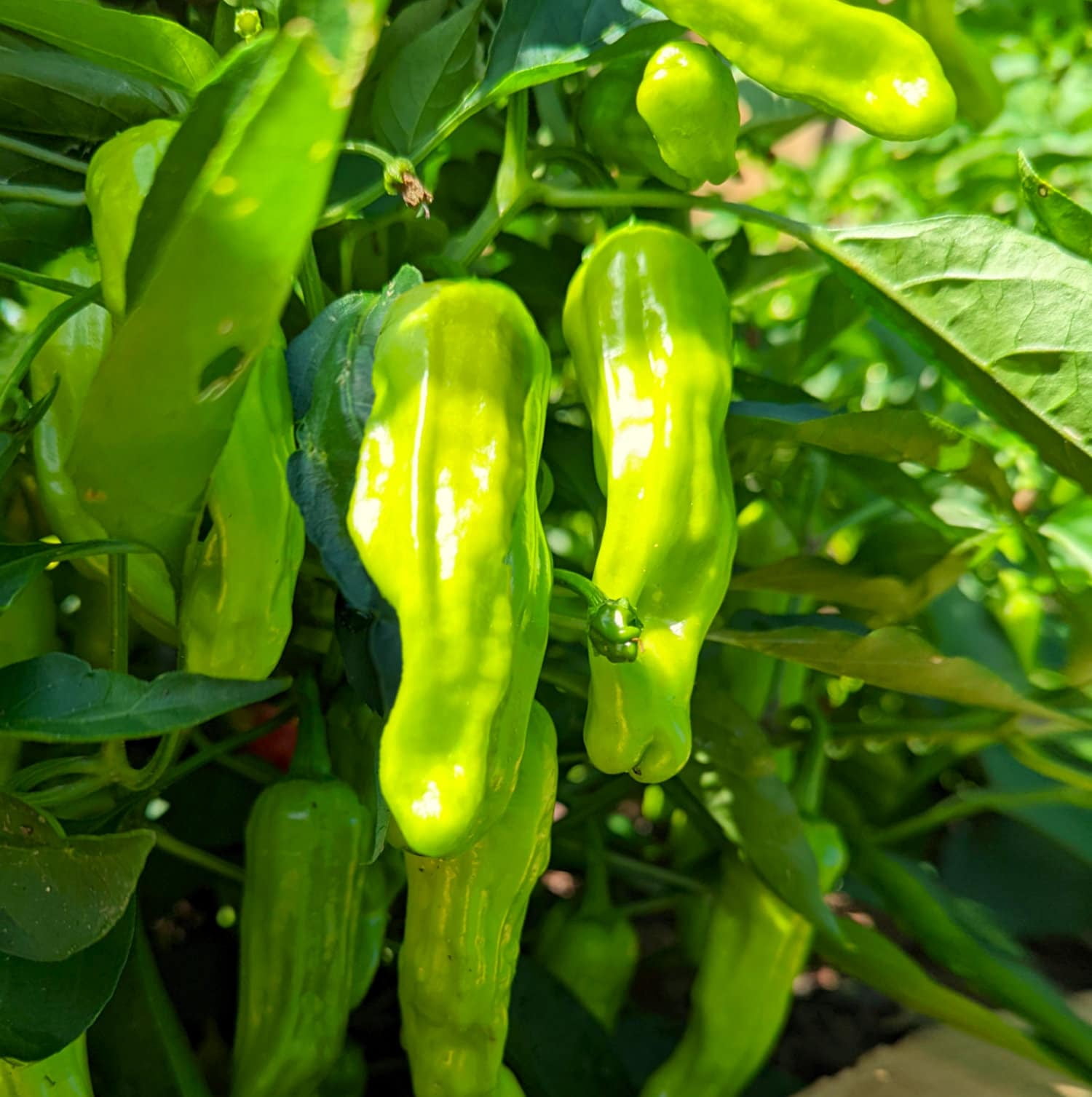 TomorrowSeeds - Shishito Pepper Seeds - 300+ Count Packet - 50 SHU Mild ...