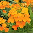 TomorrowSeeds - Siberian Wallflower Seeds - 1500+ Count Packet ...