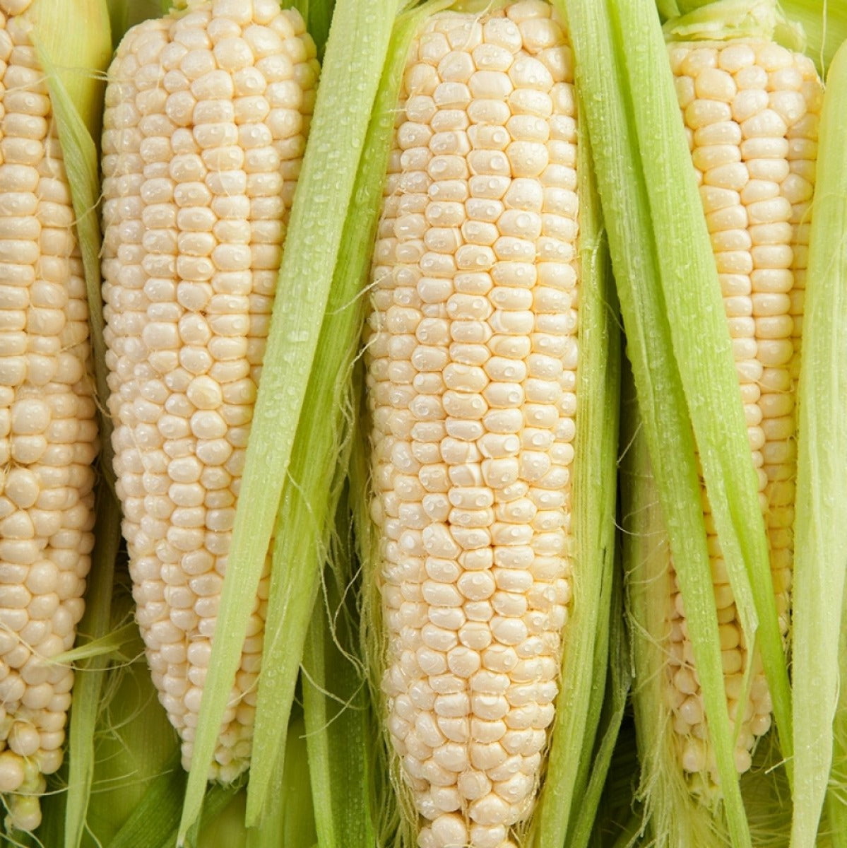 TomorrowSeeds - Silver Queen Sweet Corn Seeds - 30+ Count - For 2025 ...