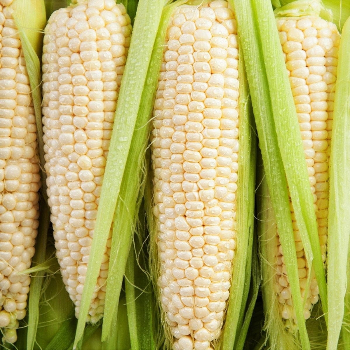 TomorrowSeeds - Silver Queen White Sweet Corn (Treated Seed) - 3 Pound ...