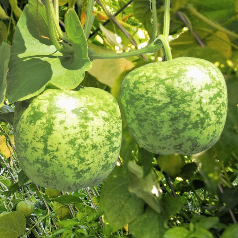 TomorrowSeeds - Small Apple Gourd Seeds - 50+ Count - For 2025 Planting ...