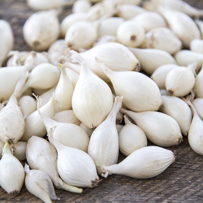 TomorrowSeeds Snowball White Onion Sets - Starter Bulbs for Planting ...