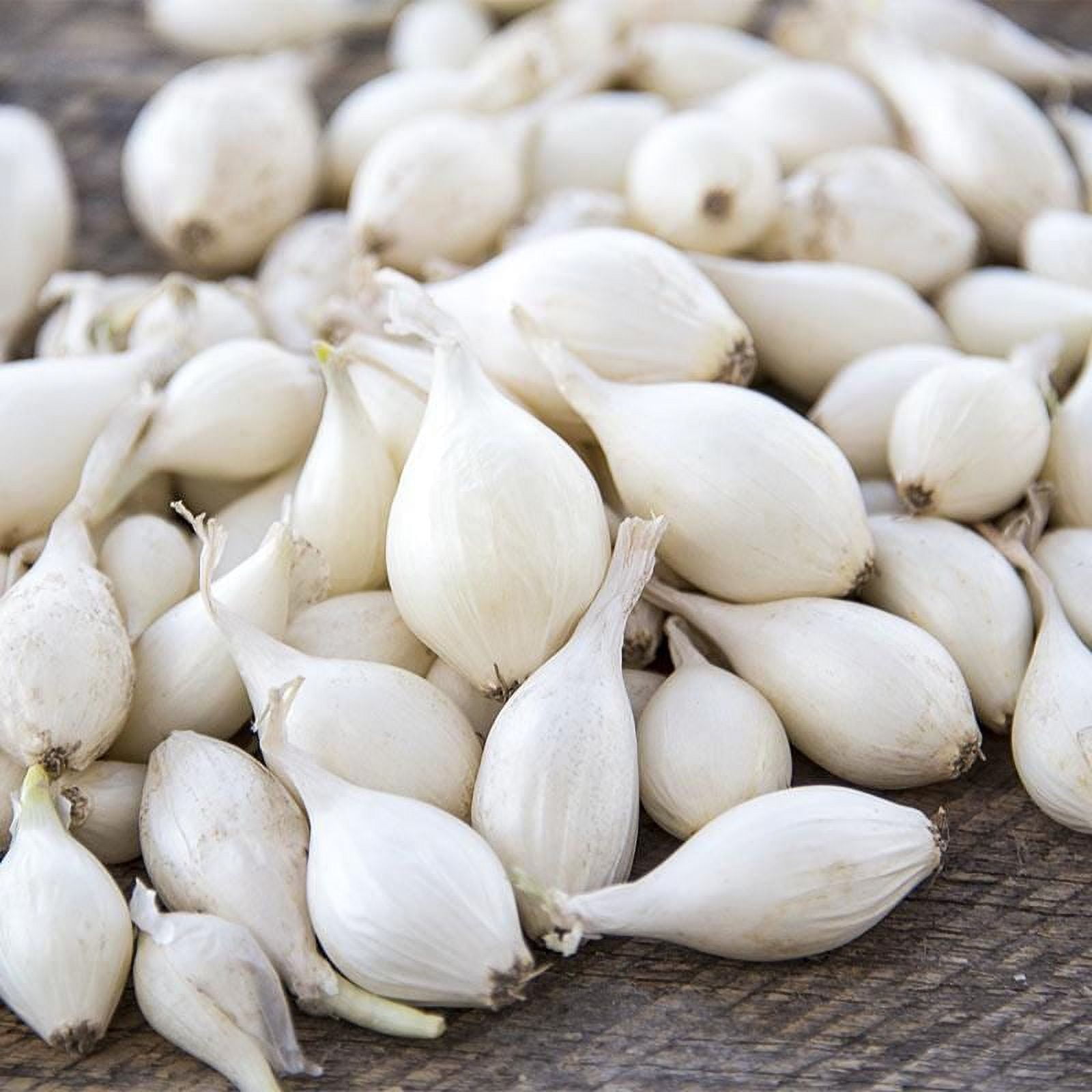 TomorrowSeeds - Snowball White Onion Sets (Starter Bulbs) For Planting ...