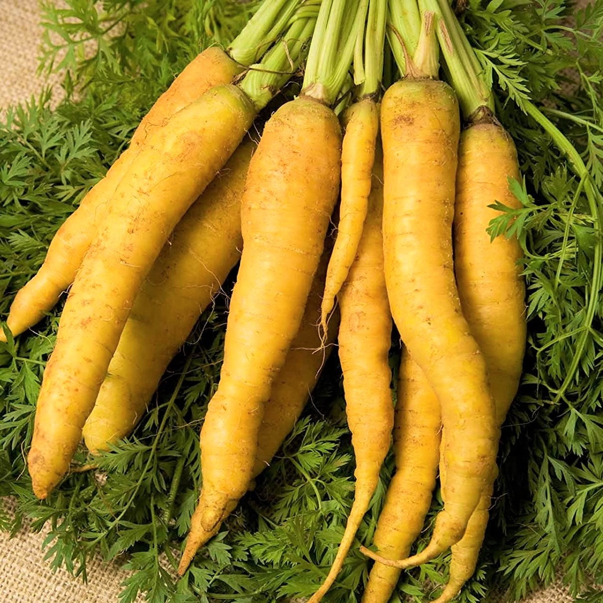 TomorrowSeeds - Solar Yellow Carrot Seeds - 3000+ Count - For 2026 ...