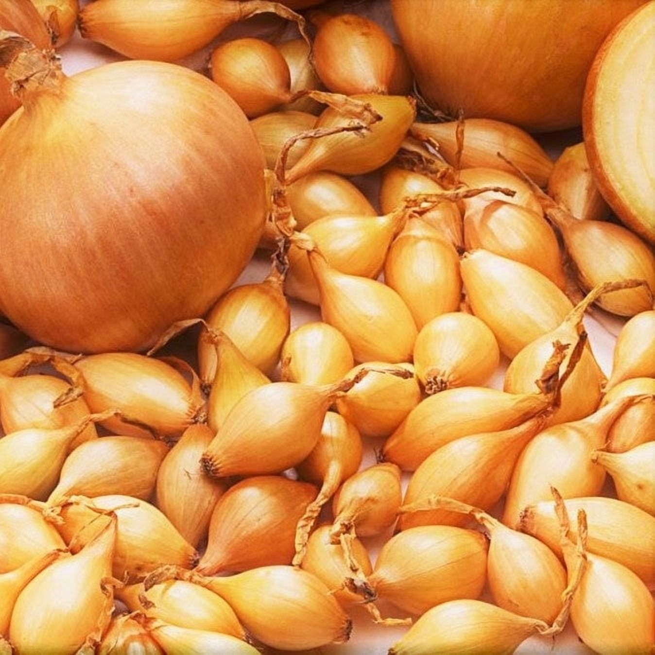 TomorrowSeeds, Spanish Globe Onion Sets, Sweet Yellow Onions, 25+ Bulbs ...