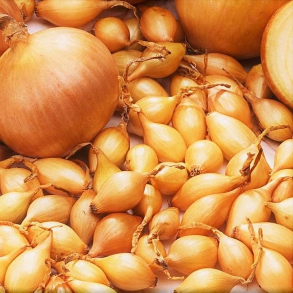 TomorrowSeeds, Spanish Globe Onion Sets, Sweet Yellow Onions, 25+ Bulbs ...