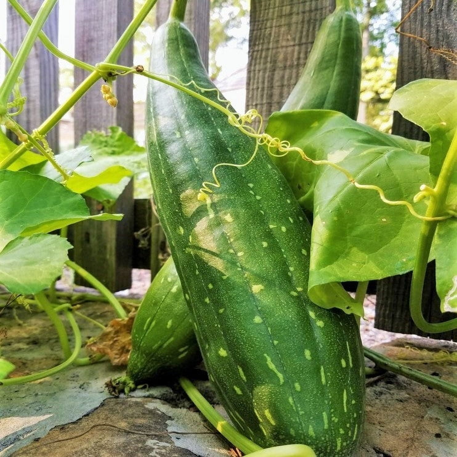 TomorrowSeeds Sponge Luffa Gourd Seeds, 20+ Count, Edible Gourds ...