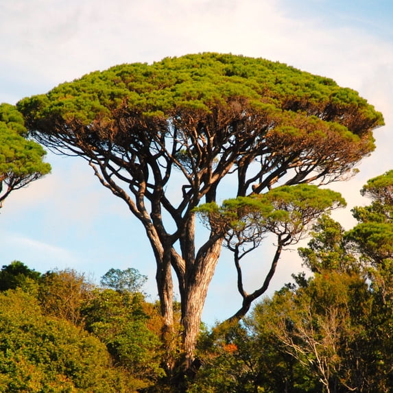 TomorrowSeeds - Stone Pine Tree Seeds - 15+ Count - For 2025 Planting ...