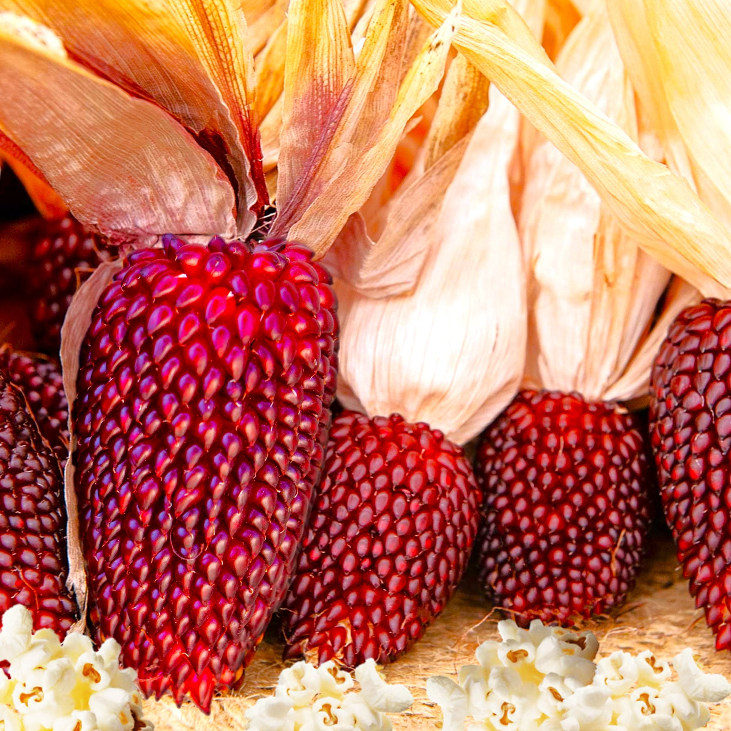 TomorrowSeeds - Strawberry Popcorn (Ornamental Corn) Seeds - 150+ Count ...