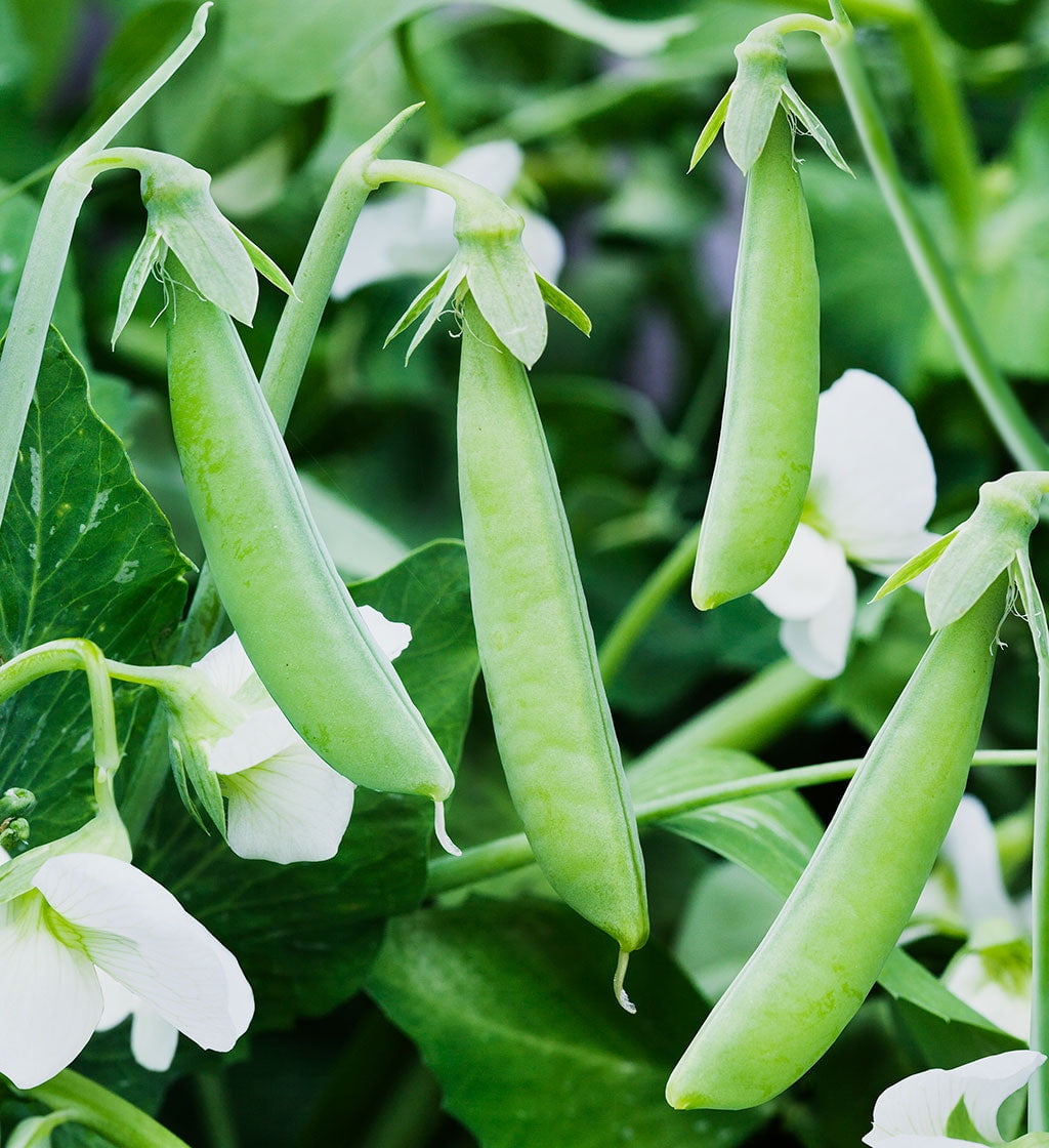 TomorrowSeeds - Sugar Ann Snap Pea Seeds - 30+ Count - For 2025 ...