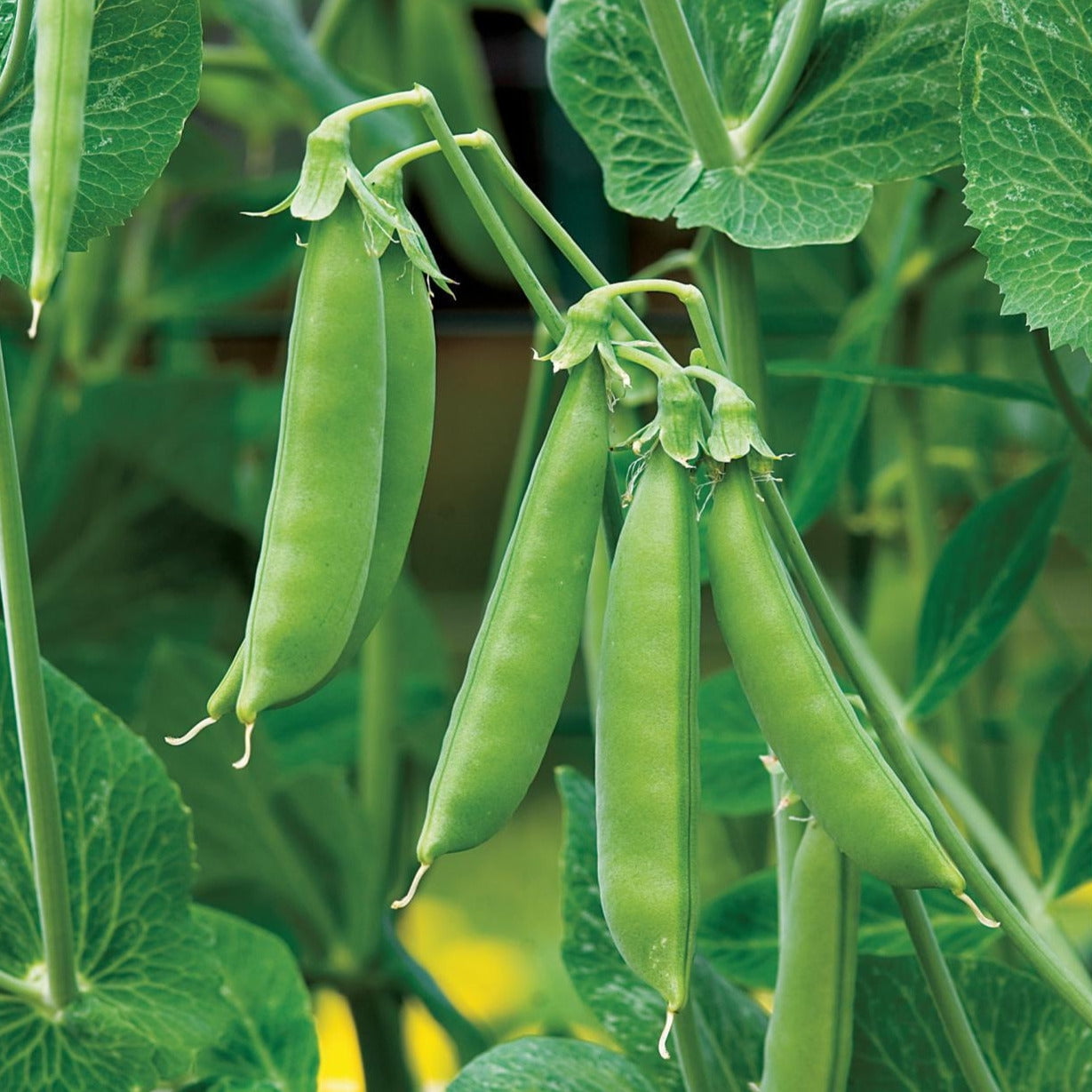 TomorrowSeeds - Sugar Daddy Snap Pea Seeds - 90+ Count - For 2025 ...