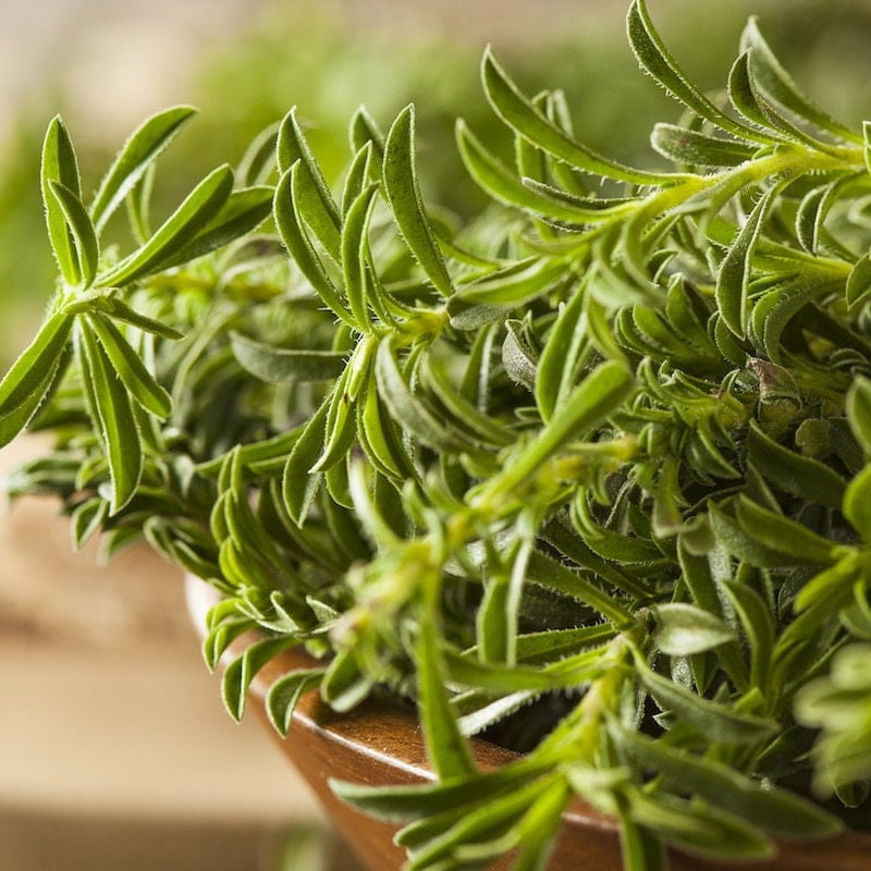 TomorrowSeeds - Summer Savory Seeds - 500+ Count Packet - Non GMO Herbs ...