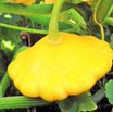 TomorrowSeeds - Benning's Green Tint Patty Pan Seeds - 20+ Count Packet ...