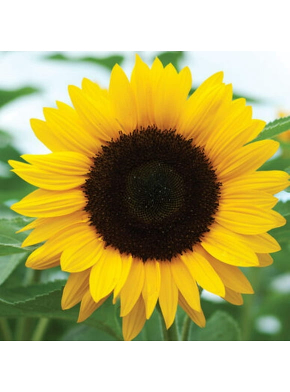 Sunflower Flower Seeds in Seed Gardening - Walmart.com
