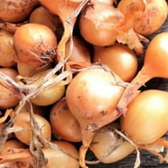 Eden Brothers Onion Seeds - Candy - Walmart.com