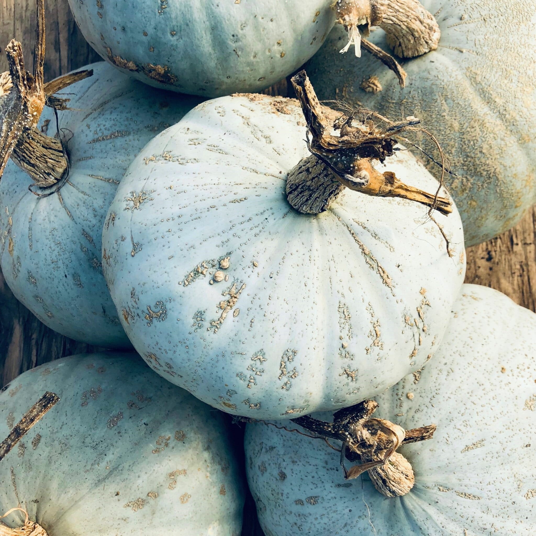 TomorrowSeeds - Sweet Meat Winter Squash Seeds - 40+ Count Packet - Non ...