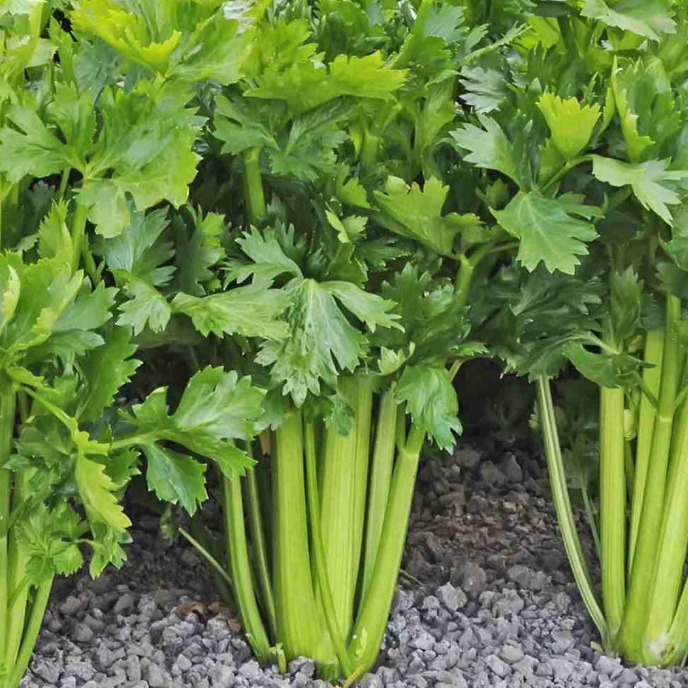 TomorrowSeeds - Tall Utah 52-70R Improved Celery Seeds - 1500+ Count ...