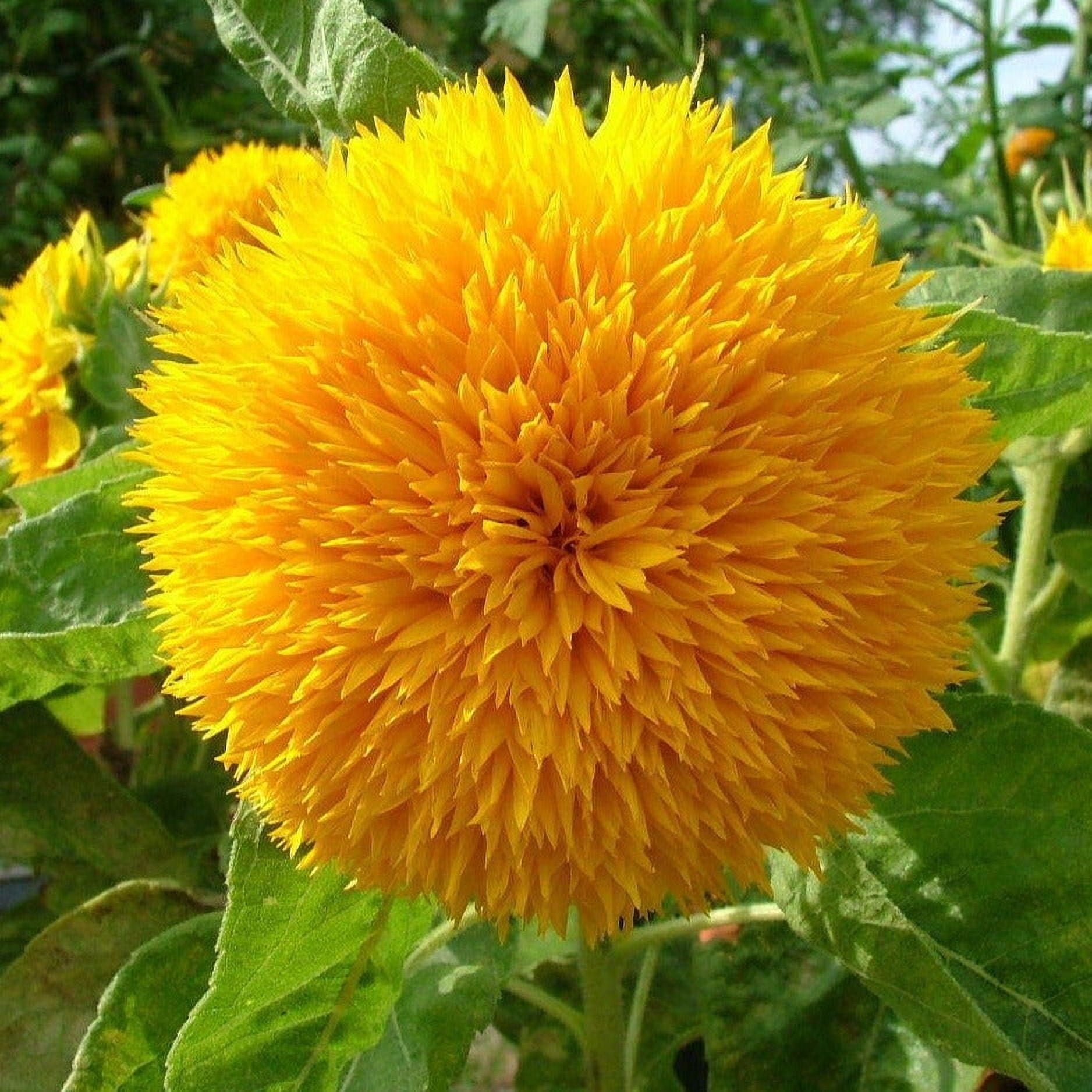 TomorrowSeeds - Teddy Bear Sunflower Seeds - 600+ Count - For 2026 ...