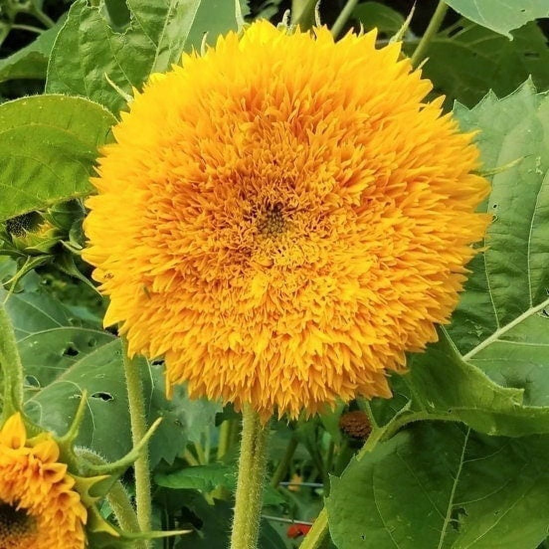 TomorrowSeeds 100 Tall 'Teddy Bear' Sunflower Seeds, Edible Petals ...