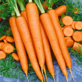 Vegetable Seeds-Little Fingers Carrot- 100 Seeds- Extra Sweet - Baby ...
