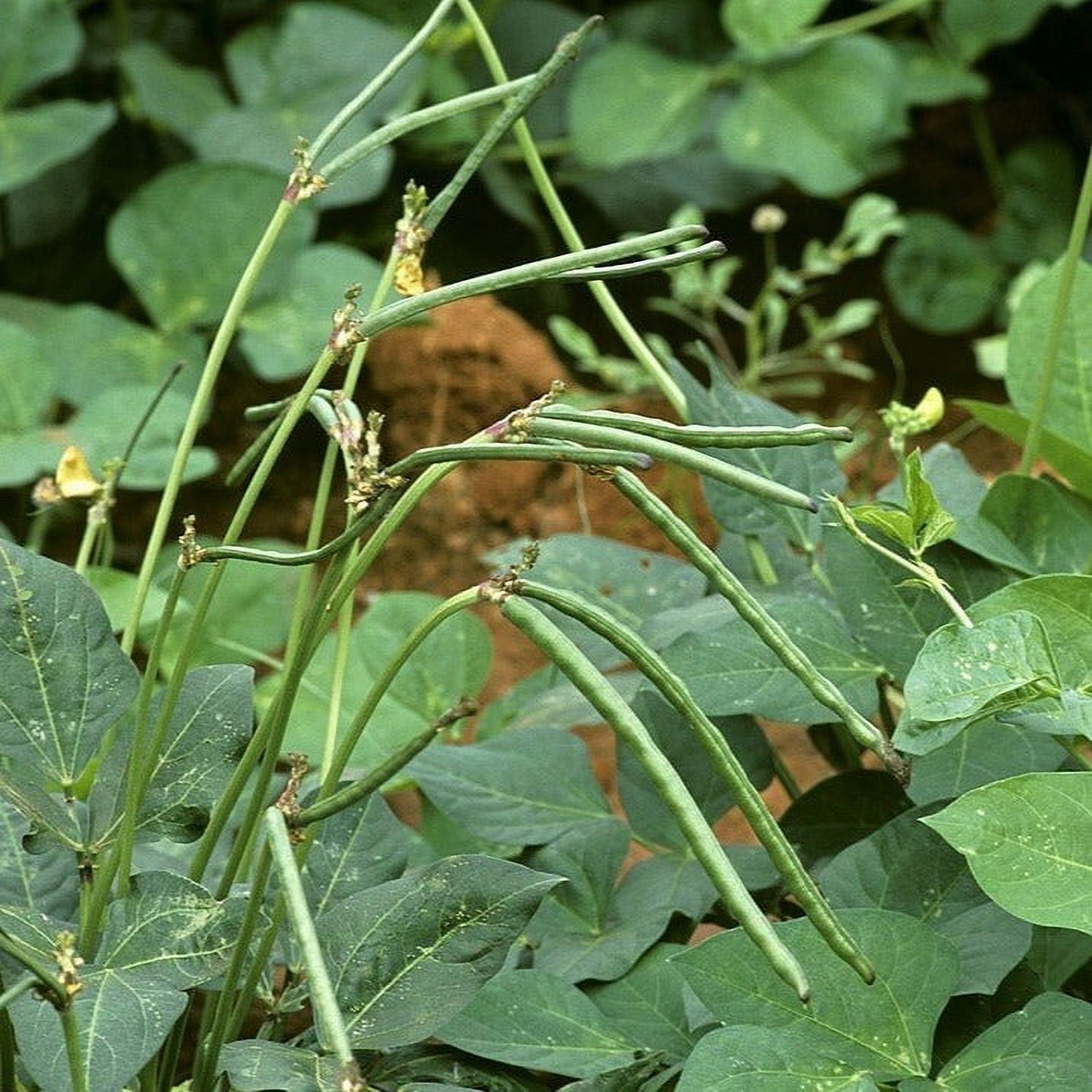 TomorrowSeeds - Texas Cream 8 Pea Seeds - 150+ Count - For 2025 ...